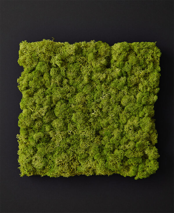 Moss Wall Panel - Preserved Moss for Indoor Decorative Use
