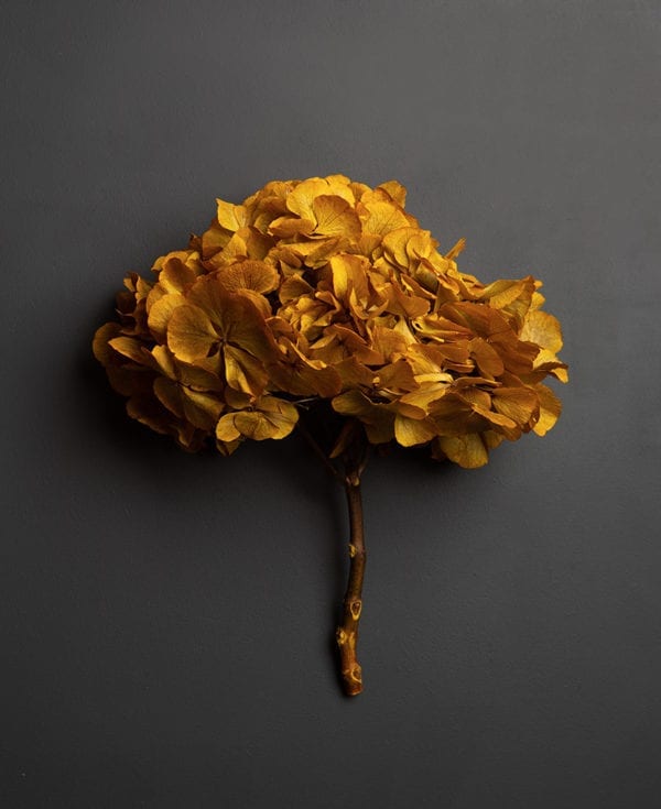 Yellow Hydrangea - Preserved Hydrangea Stem for Indoor Use