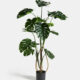 Faux Monstera Plant | Dowsing & Reynolds